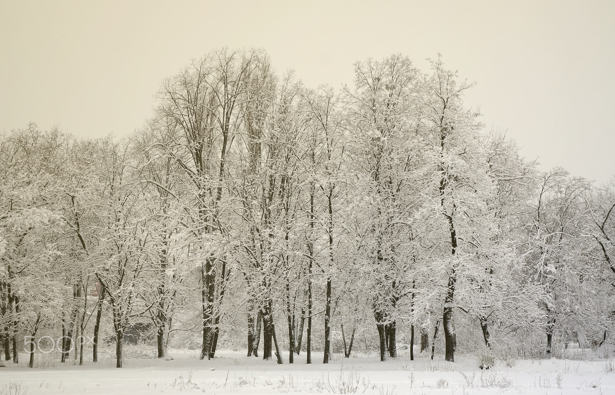 Winter landscape in a snow-covered park after a heavy wet snowfall. A ...