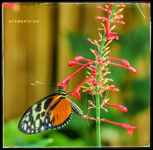 Butterfly on Red Flower in Garden | nature photo by Tamer Istan | 500px