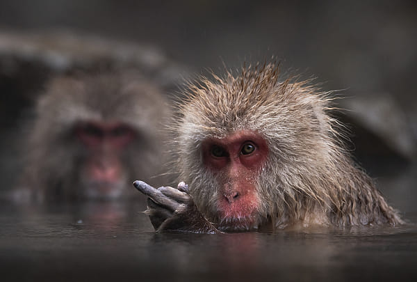 Japanese Macaque Monkey in Hot Spring Looking at Phone | nature photo ...