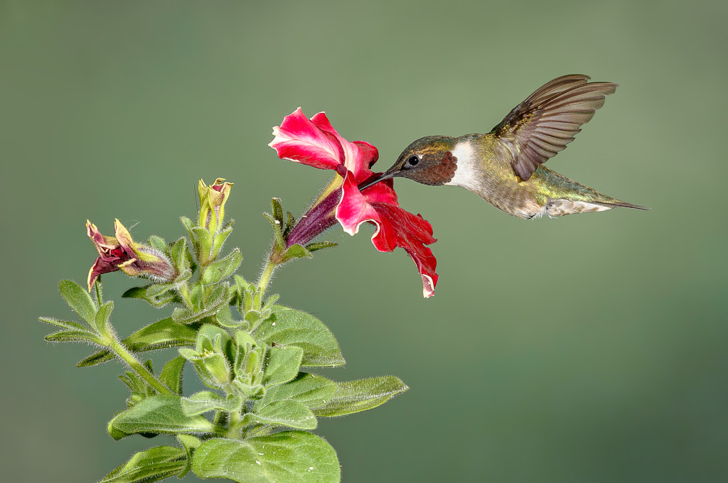 Ruby-throated hummingbird by Mike Bons / 500px
