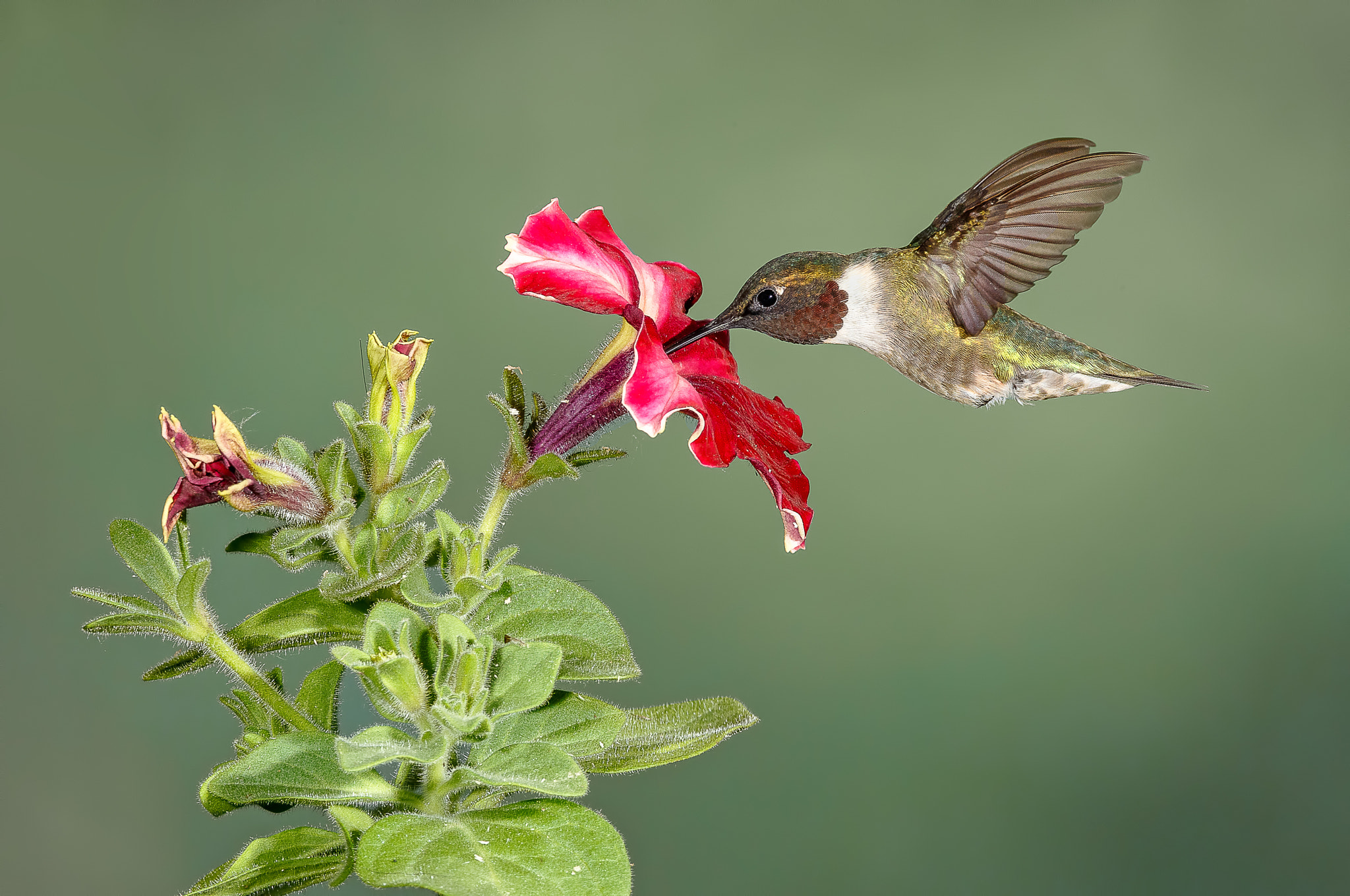 Ruby-throated hummingbird by Mike Bons / 500px