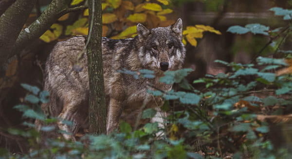 Mr Wolf by Adrian Bennett | 500px