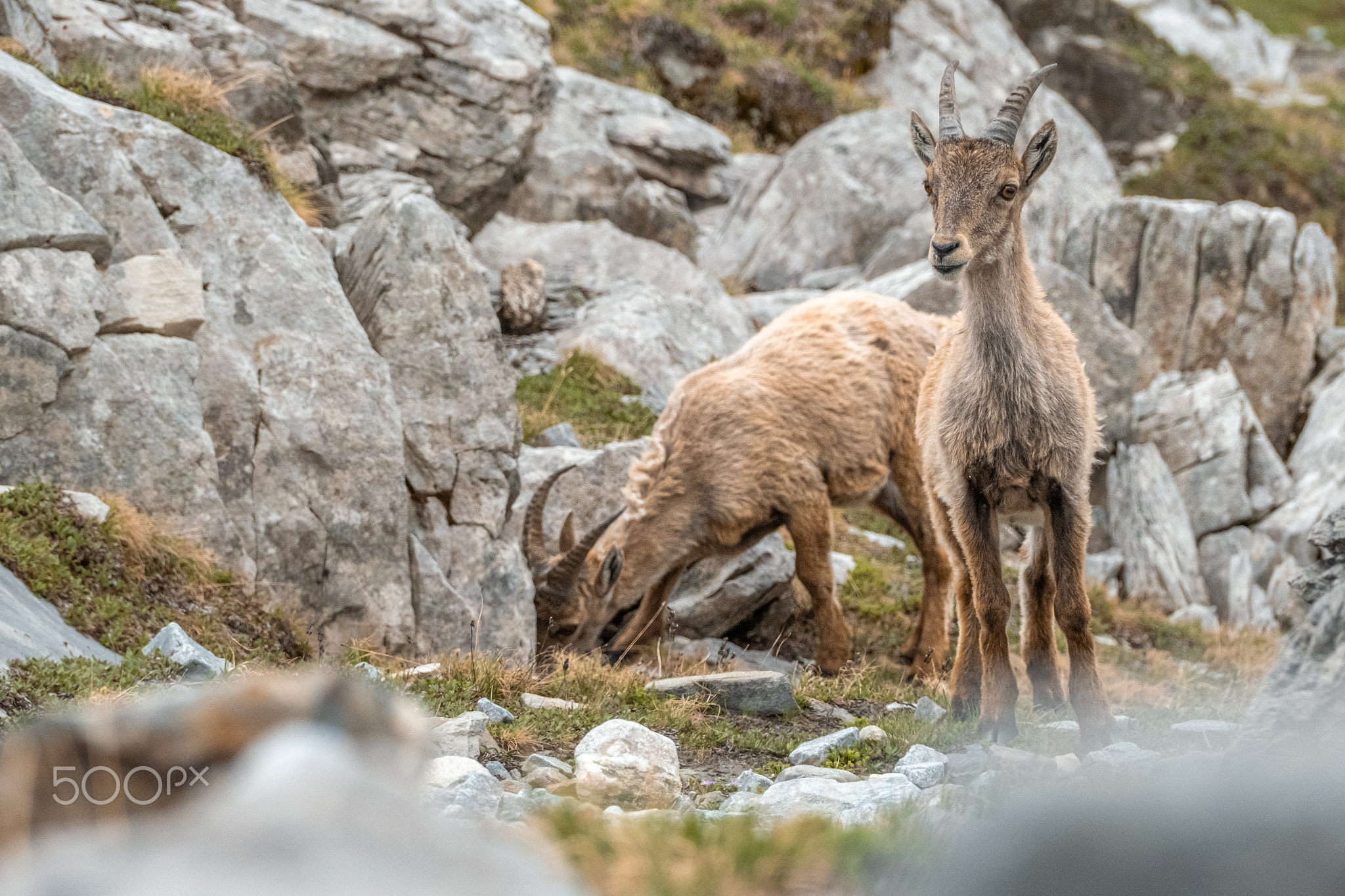 Ibex young grazing in the French alps, the national park of the Vanoise ...