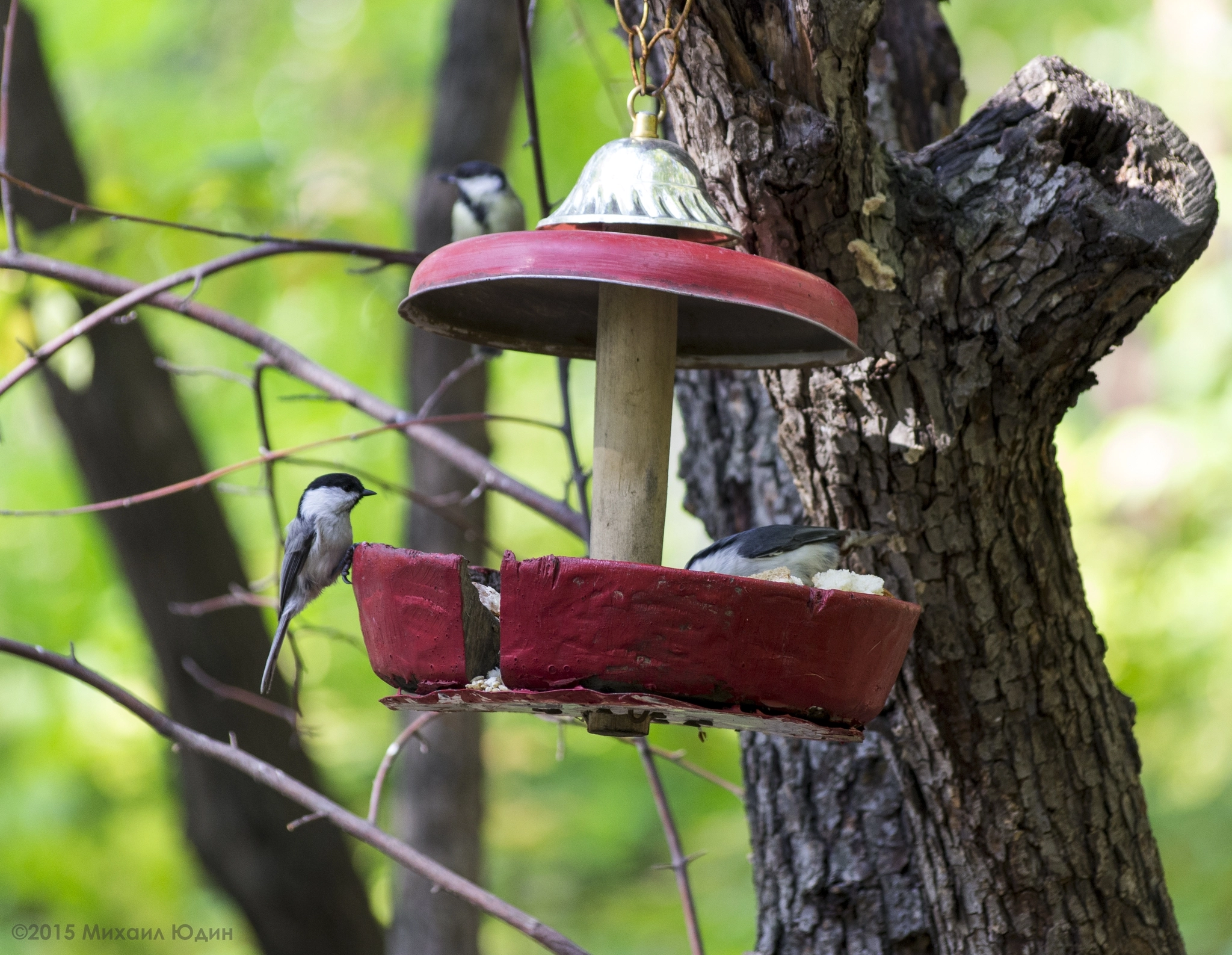 The food line by Mikhail Yudin | 500px