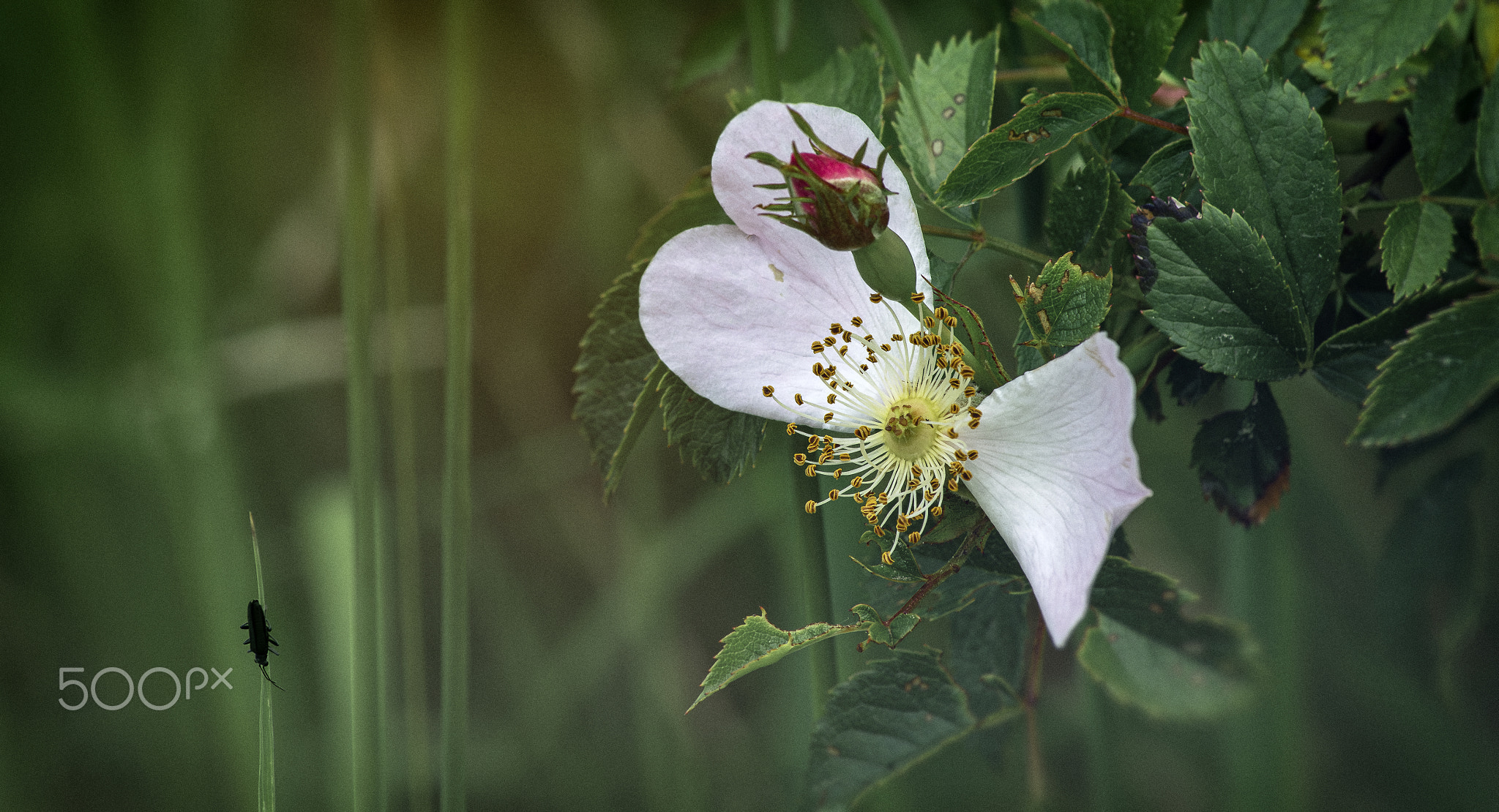 Delicate White Wild Rose with Insect in Nature | nature photo by Horst ...