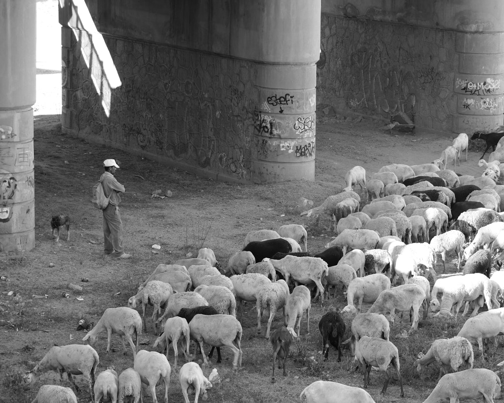 Pastoreo by J. Antonio Fontal Álvarez / 500px