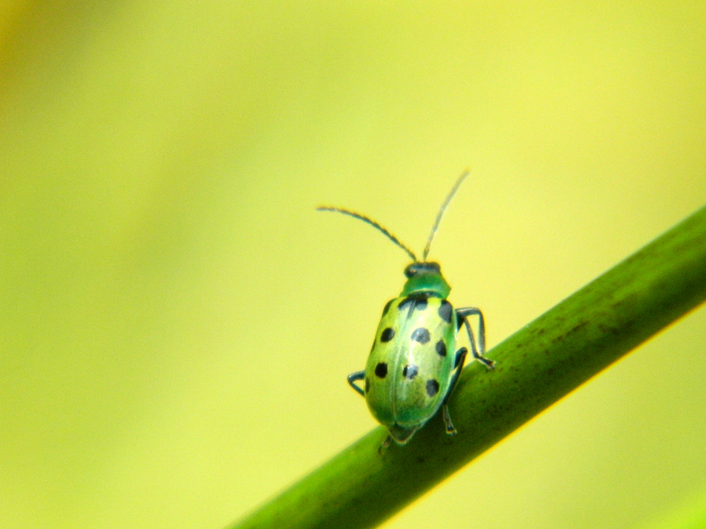 Mariquita Verde (Coccinellidae) by L. Matus / 500px