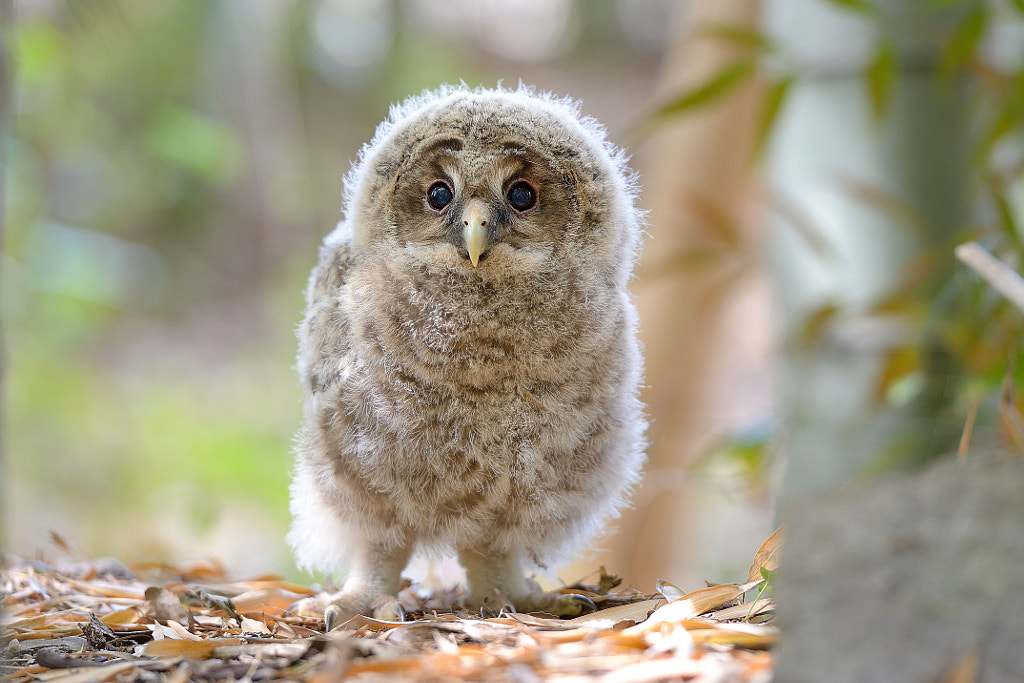 Baby Owl on the Ground！ by Tsutomu Adachi / 500px