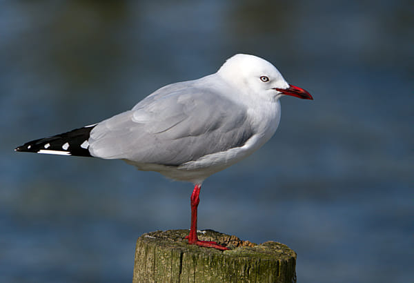 Red Billed Gull by Tom Musson / 500px