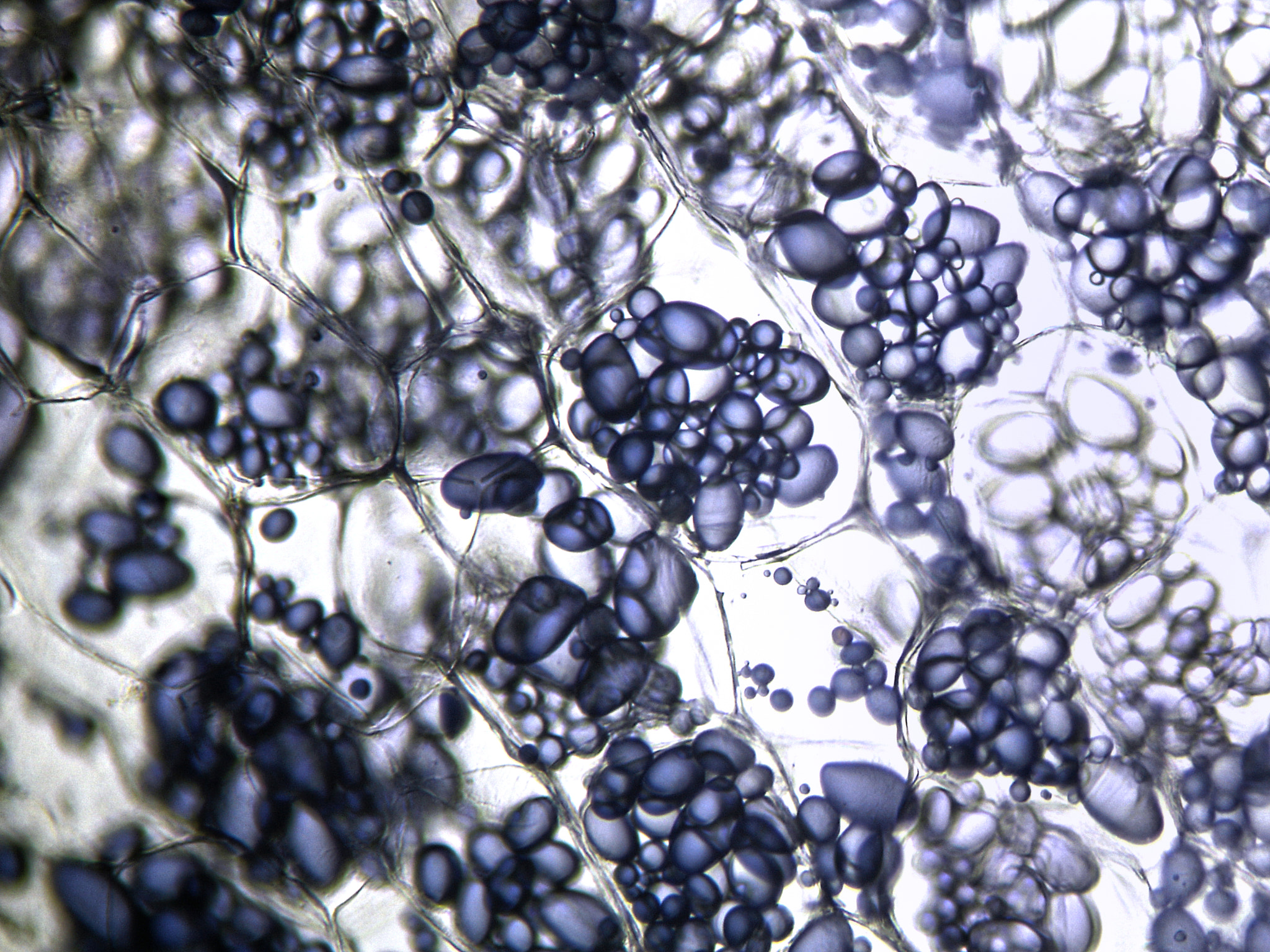 Amyloplasts in Potato Cells by Hernán Toro / 500px