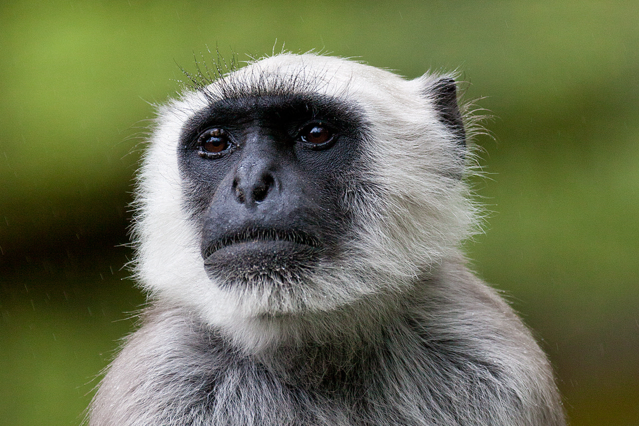 Northern plains gray langur (Semnopithecus ent.) by Fabien VOGIN / 500px