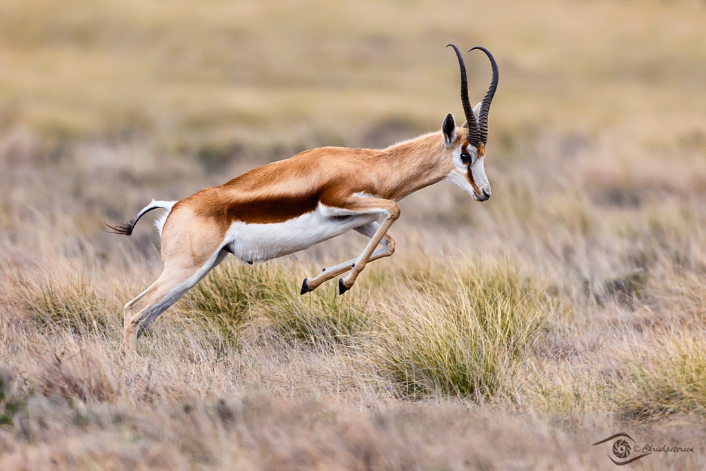 King of the Karoo by Chris Petersen / 500px