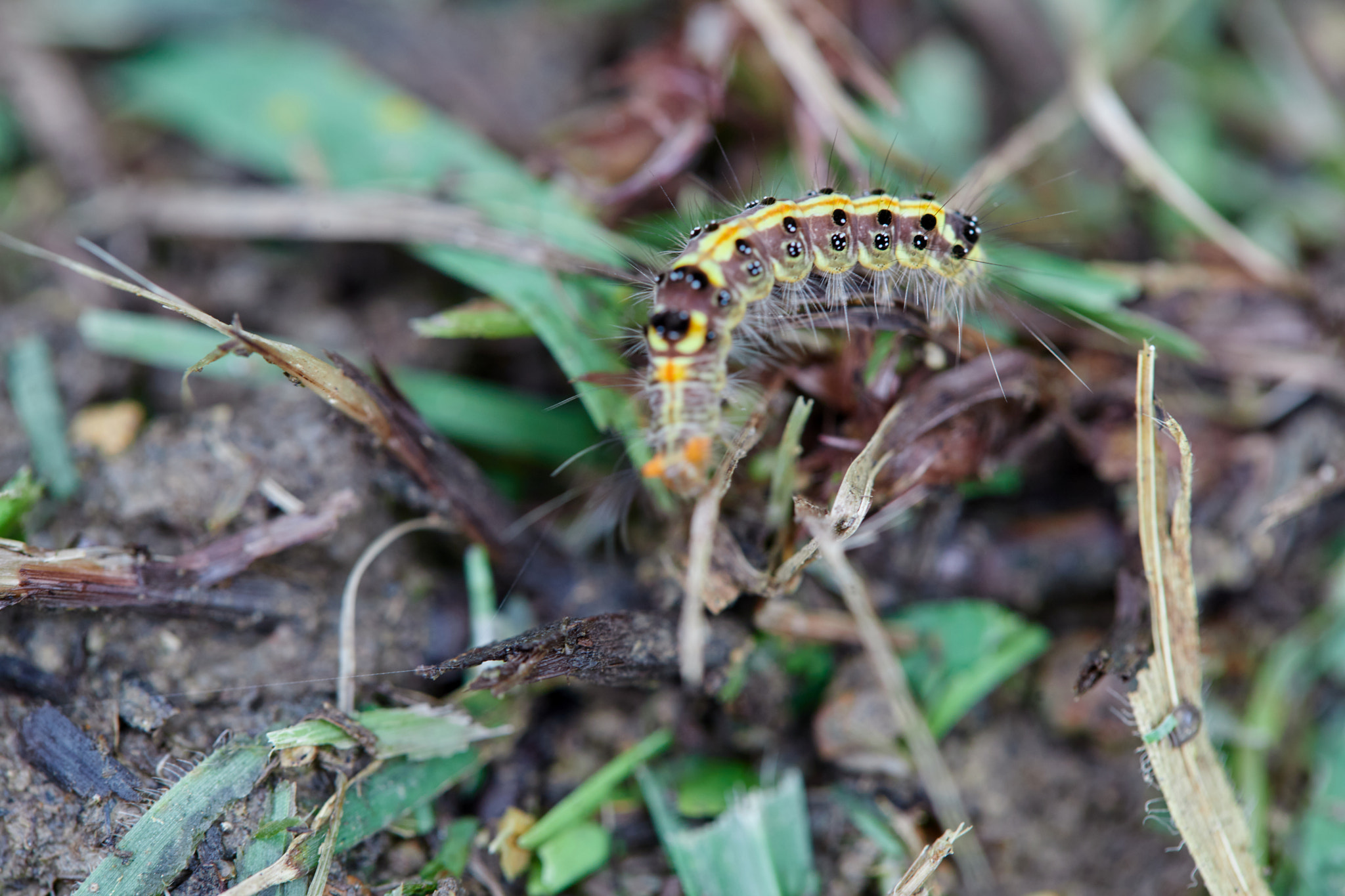 Close-up of yellow caterpillar on leaf by Anucha Muphasa | 500px