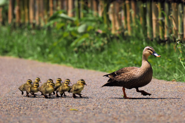 Duck Family Walking on Path | nature photo by shoji uno | 500px