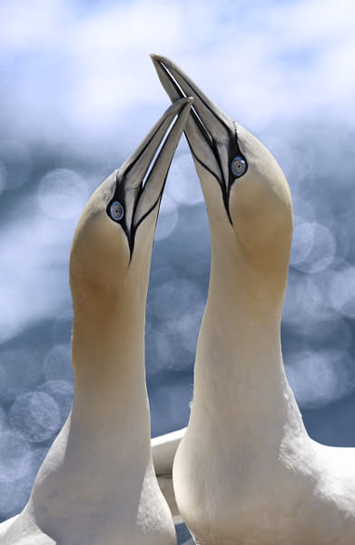 Ritual by Dr. Mabuse | 500px