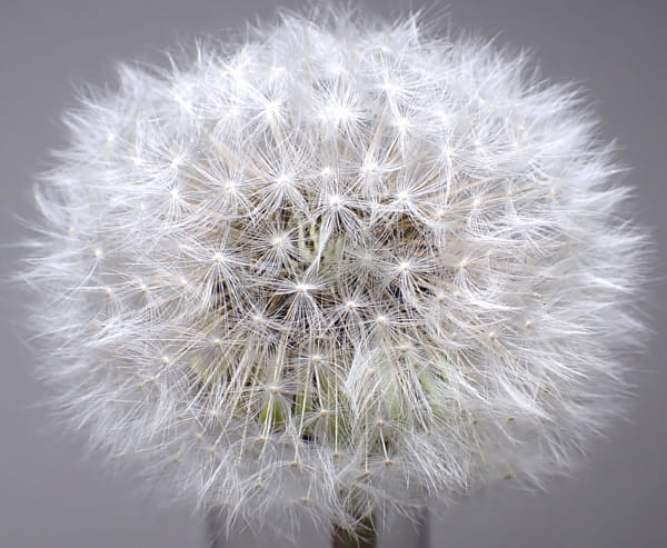 The Dandelion Clock Wig by Gillian James | 500px