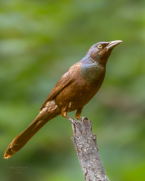 Common Grackle - Female by Fran Czemerda Jr / 500px