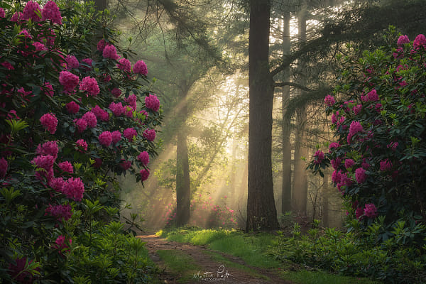 A fresh start by Martin Podt / 500px