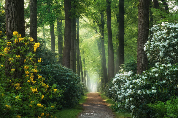 A fresh start by Martin Podt / 500px