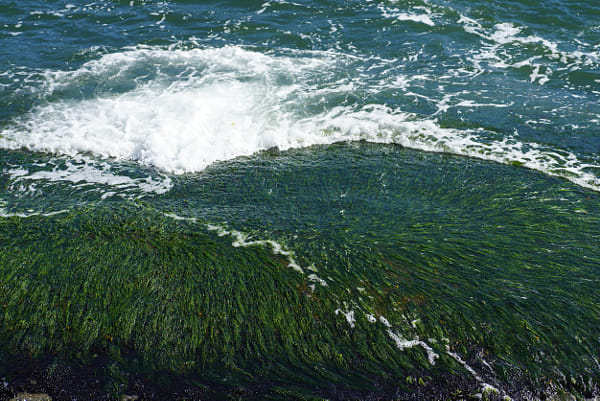 Sea weed sea wave ocean beach by Tim Lai | 500px