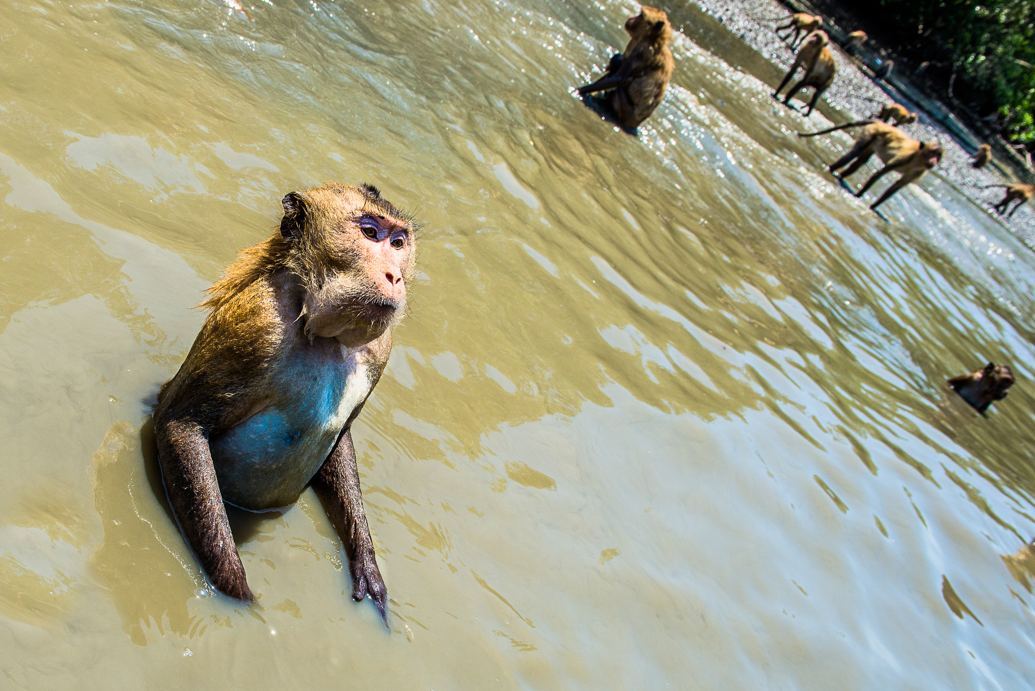 Swimming Monkeys in Thailand by Sebastian Hörlesberger / 500px