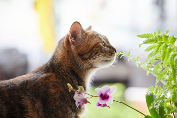 Young tabby cat smelling flower in garden by Anucha Muphasa | 500px