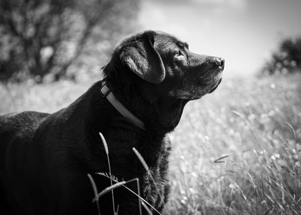 Lucy 10years B&W by Karen Benson | 500px