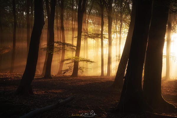 The morning mood by Martin Podt / 500px