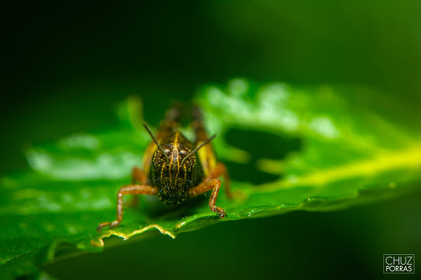 Grasshopper and leaf by Chuz Porras | 500px