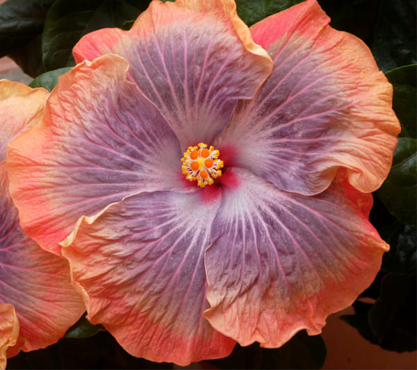 Hibiscus Stamen by Ankur Kaushal / 500px