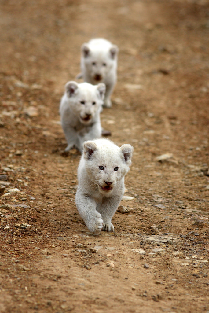 Innocent killers by Jonathan Pledger / 500px