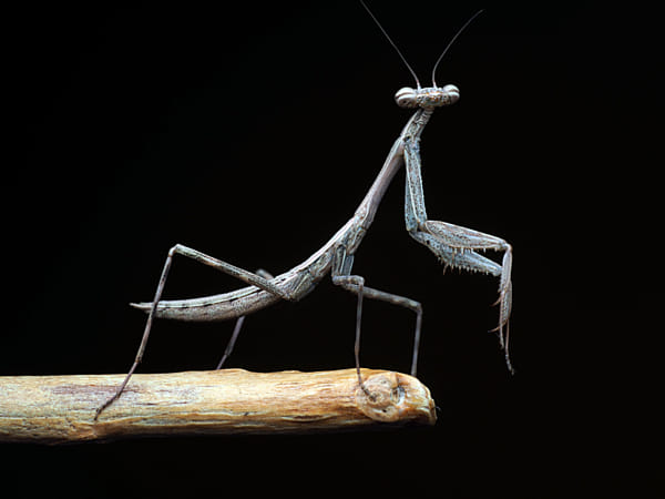 Mantis by Tom Musson / 500px