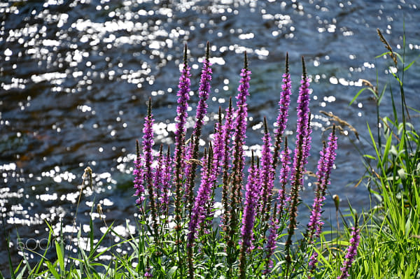 Flowers with the background of the river Divoká Orlice (Wild Eagle) by ...