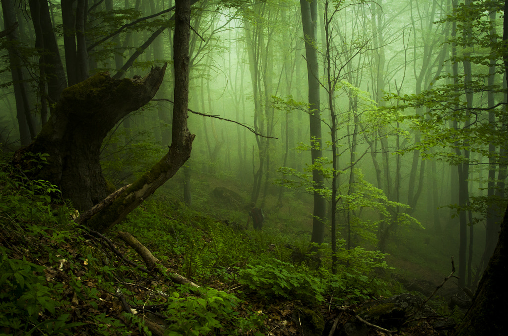 Magic of nature by Borislav Demirdzhiev / 500px