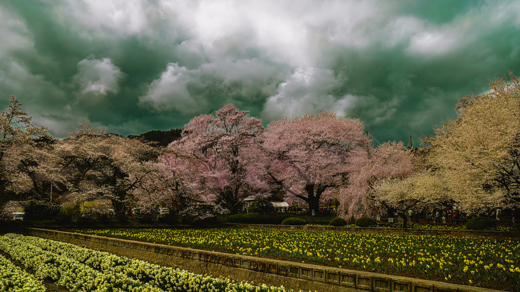 Excellent Tree/Forest Captures by Jim Stewart | 500px