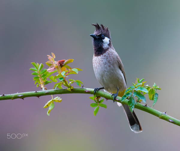 Himalayan Bulbul by Arshad Ashraf | 500px