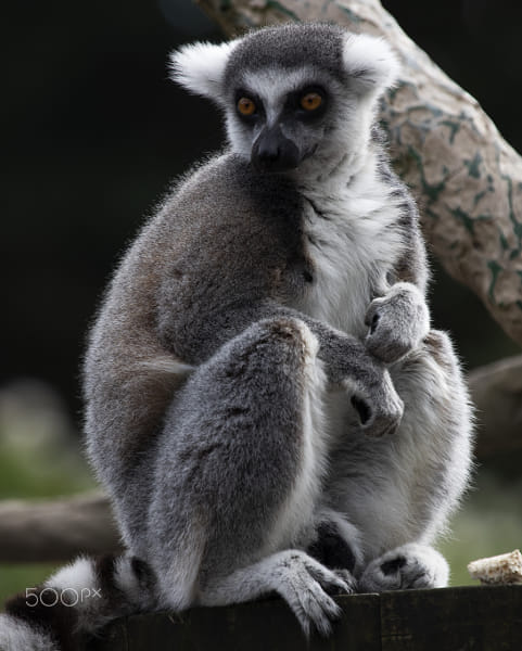 African Lemur with greyscale fur coat at Melbourne Zoo by Matt Leane ...