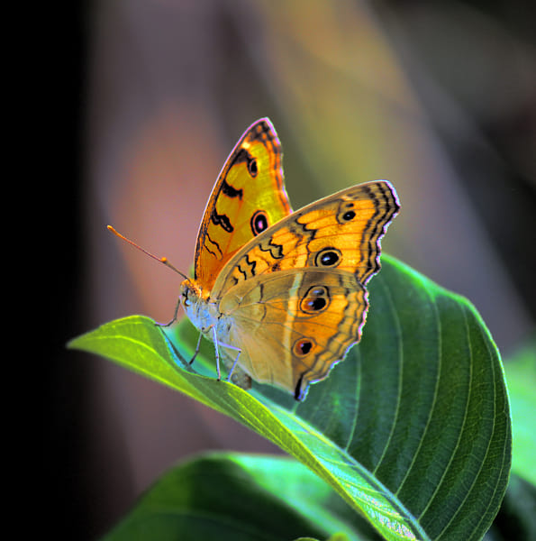 Peacock Pansy Butterfly by Ashraf Siddiqui (Sasha) | 500px