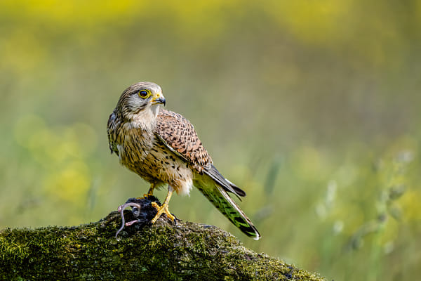 Female Kestrel protecting a mouse by Gary Davis | 500px