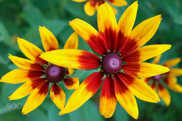 Rudbeckia Hirta With Yellow-Red Petals by Snezana Petrovic / 500px