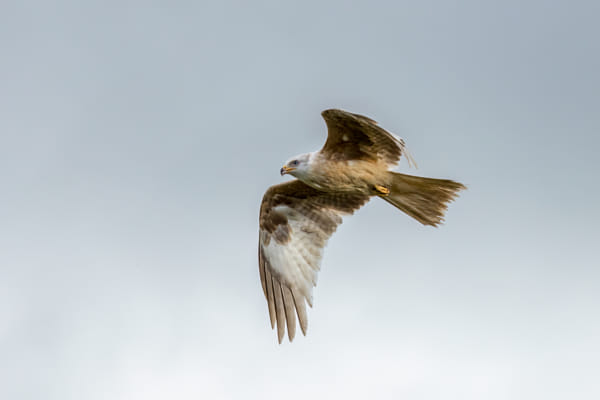 Rare white-coloured red kite by chris smith | 500px