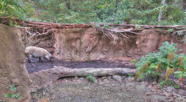 Wild Boar by Dan Opdal | 500px