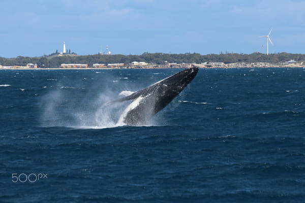 Whales by Junhan Zhu / 500px