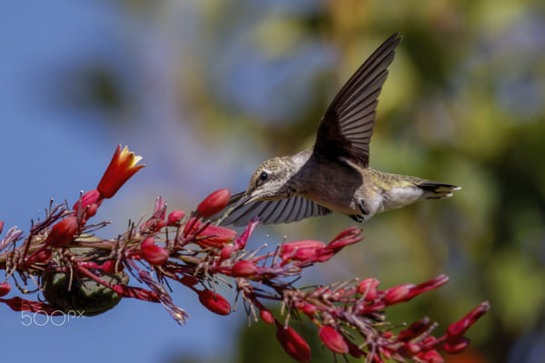 Black-chinned Hummingbird by Frank Dobrushken / 500px