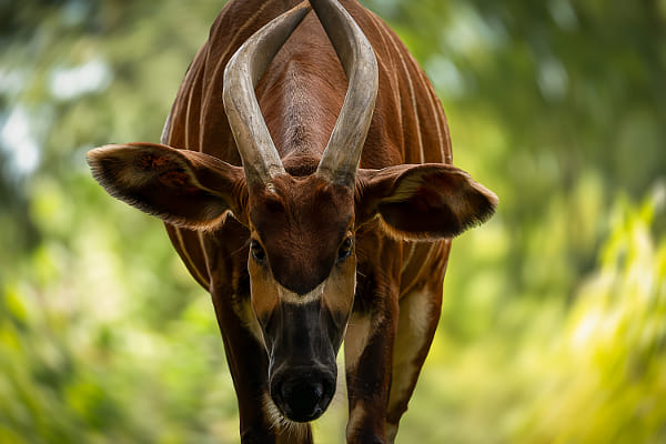 Forest King - Bongo Antelope by Marko Stergulc / 500px