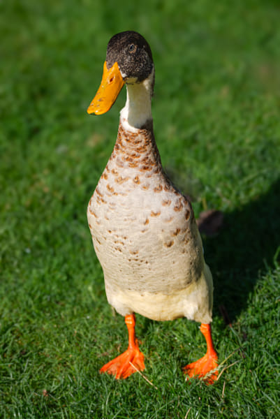 Indian Runner Duck by GrahamM Creative / 500px