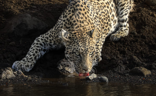 Thirsty Leopard by Darren Colello / 500px