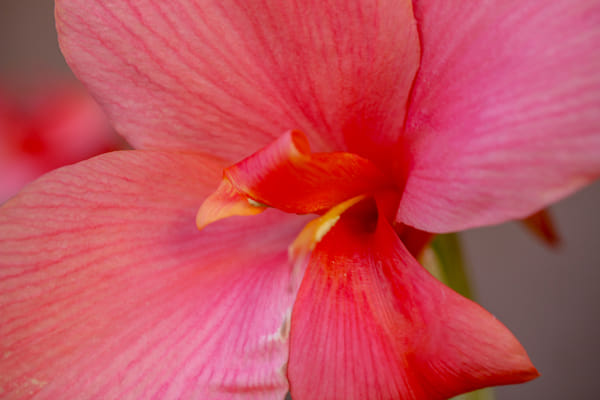 DELICATE CURVES by Jorge Dorantes Gonzalez / 500px