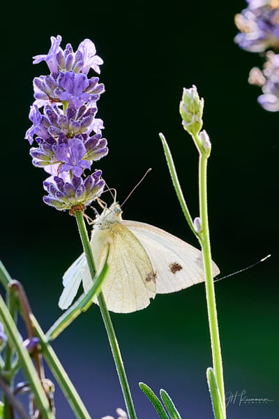 Anise Swallowtail by Rumen Raykov / 500px
