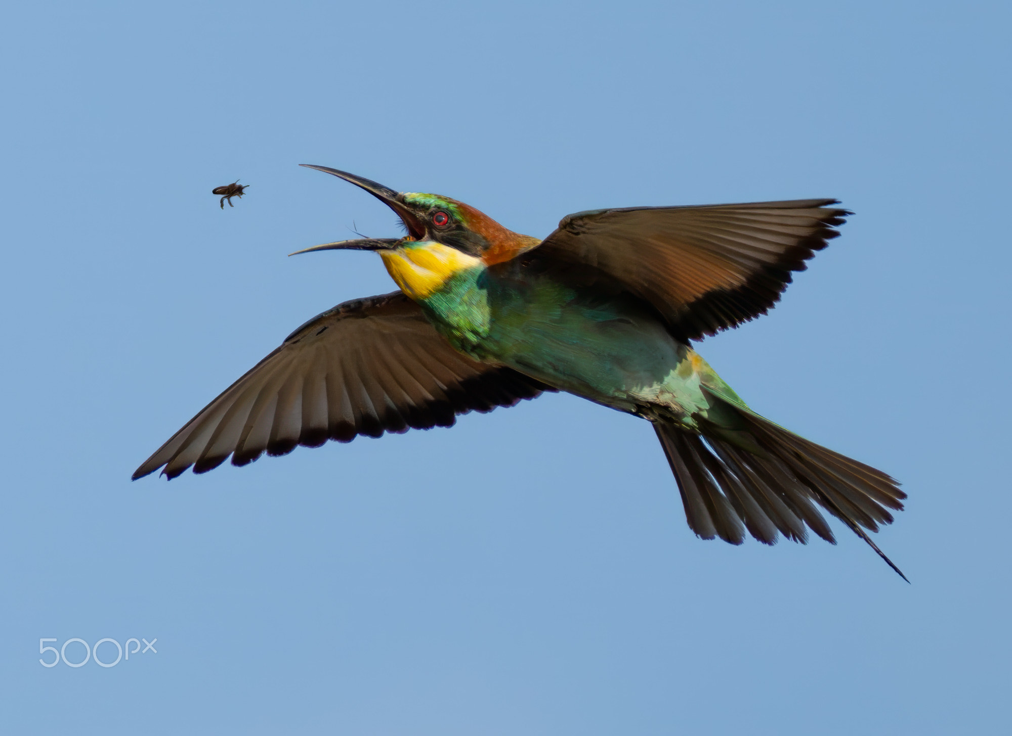 European Bee-Eater Hunting Insect Mid-Flight by Johnny Stern | 500px